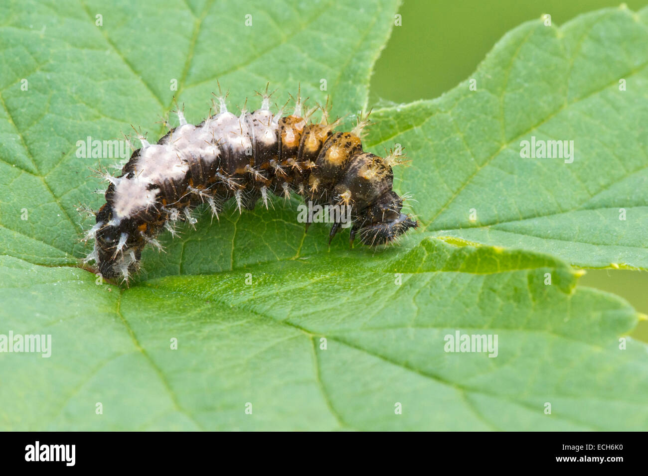Comma butterfly caterpillar hi-res stock photography and images - Alamy
