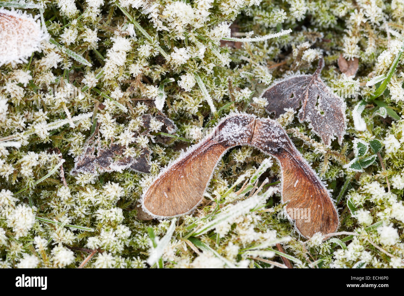 Seed dispersal mechanism hi-res stock photography and images - Alamy