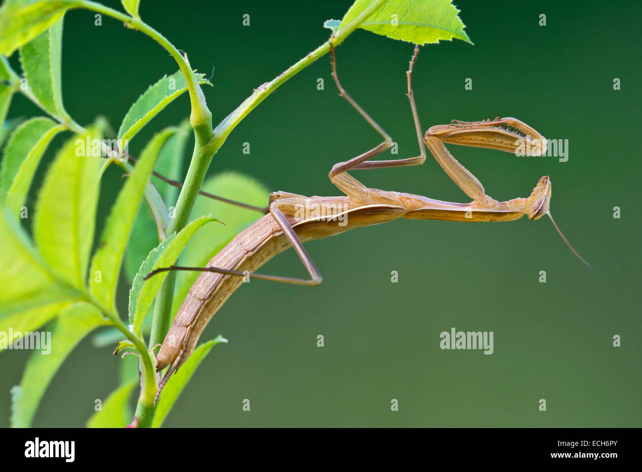 Praying mantis (Mantis religiosa), Burgenland, Austria Stock Photo - Alamy