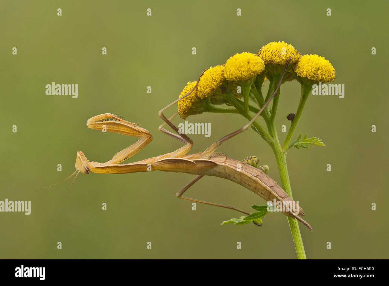 Praying mantis (Mantis religiosa), on tansy (Tanacetum vulgare ...