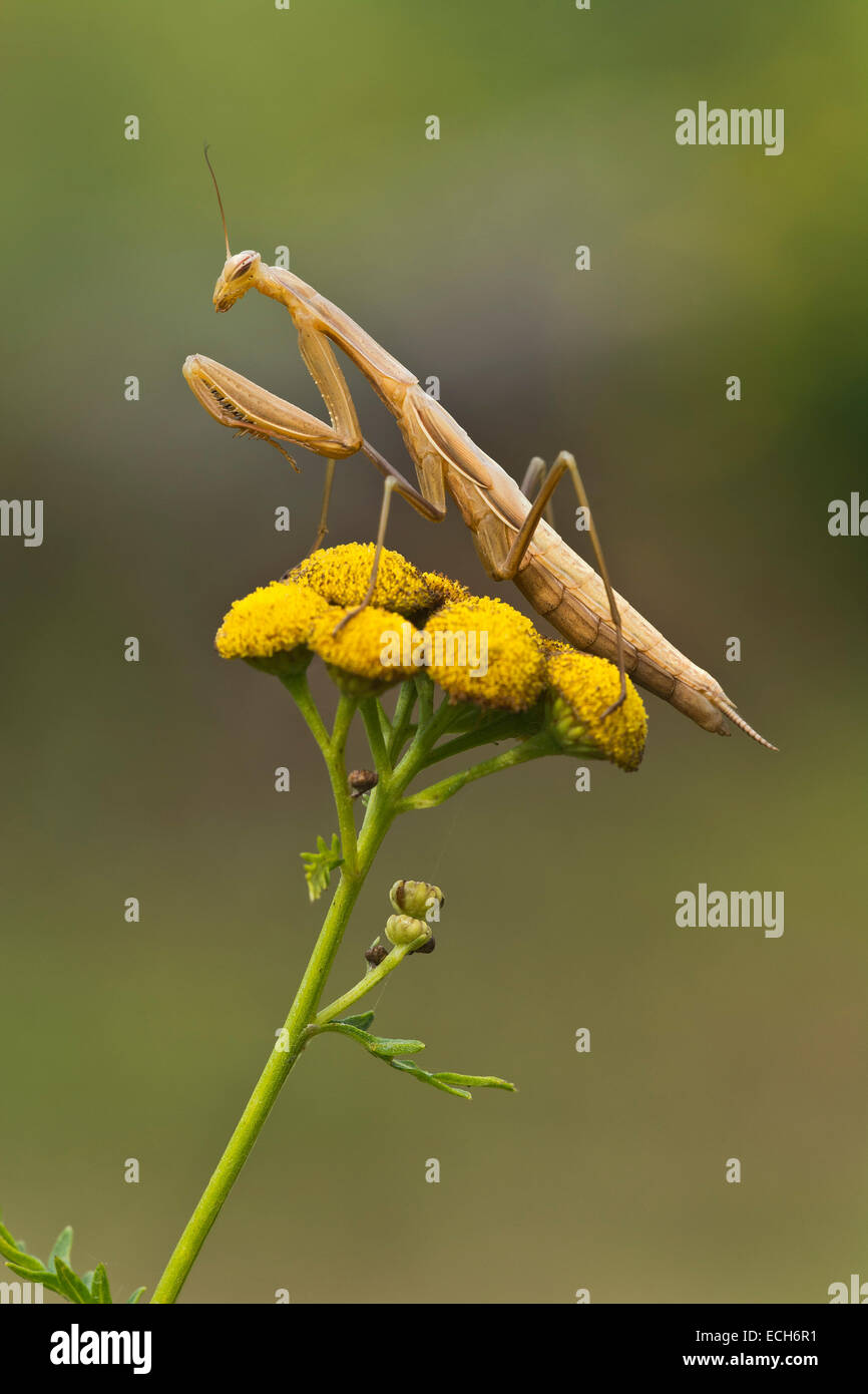 Praying mantis (Mantis religiosa), on tansy (Tanacetum vulgare ...