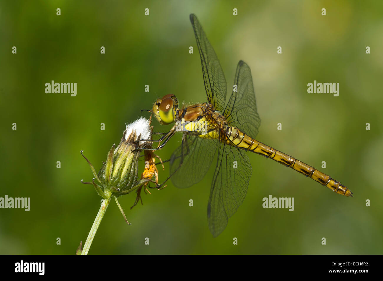 Common Darter (Sympetrum striolatum), female, Burgenland, Austria Stock ...