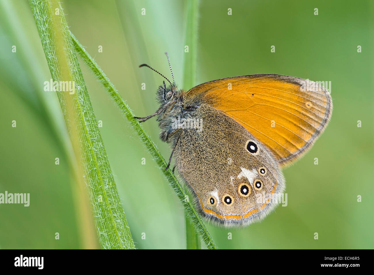 Large heath butterfly hi-res stock photography and images - Alamy
