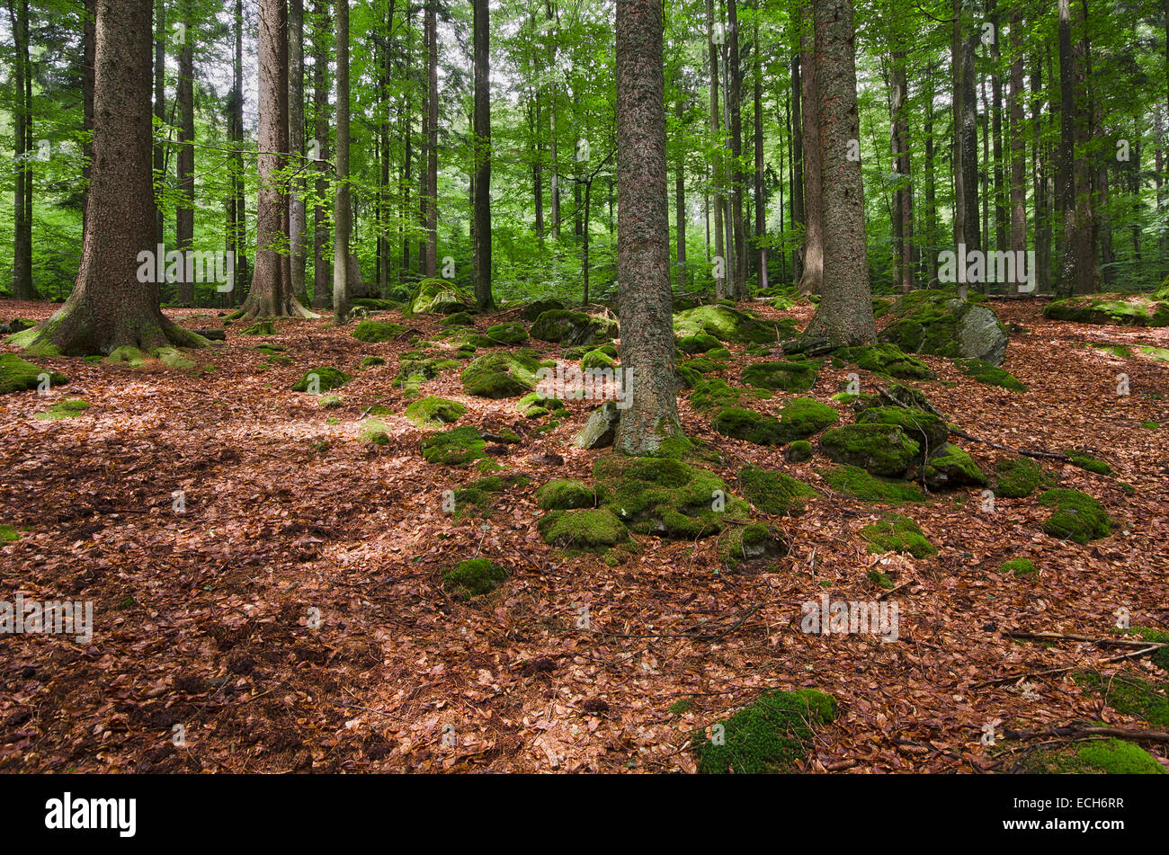 Jungle, Bavarian Forest National Park, Bavaria, Germany Stock Photo - Alamy
