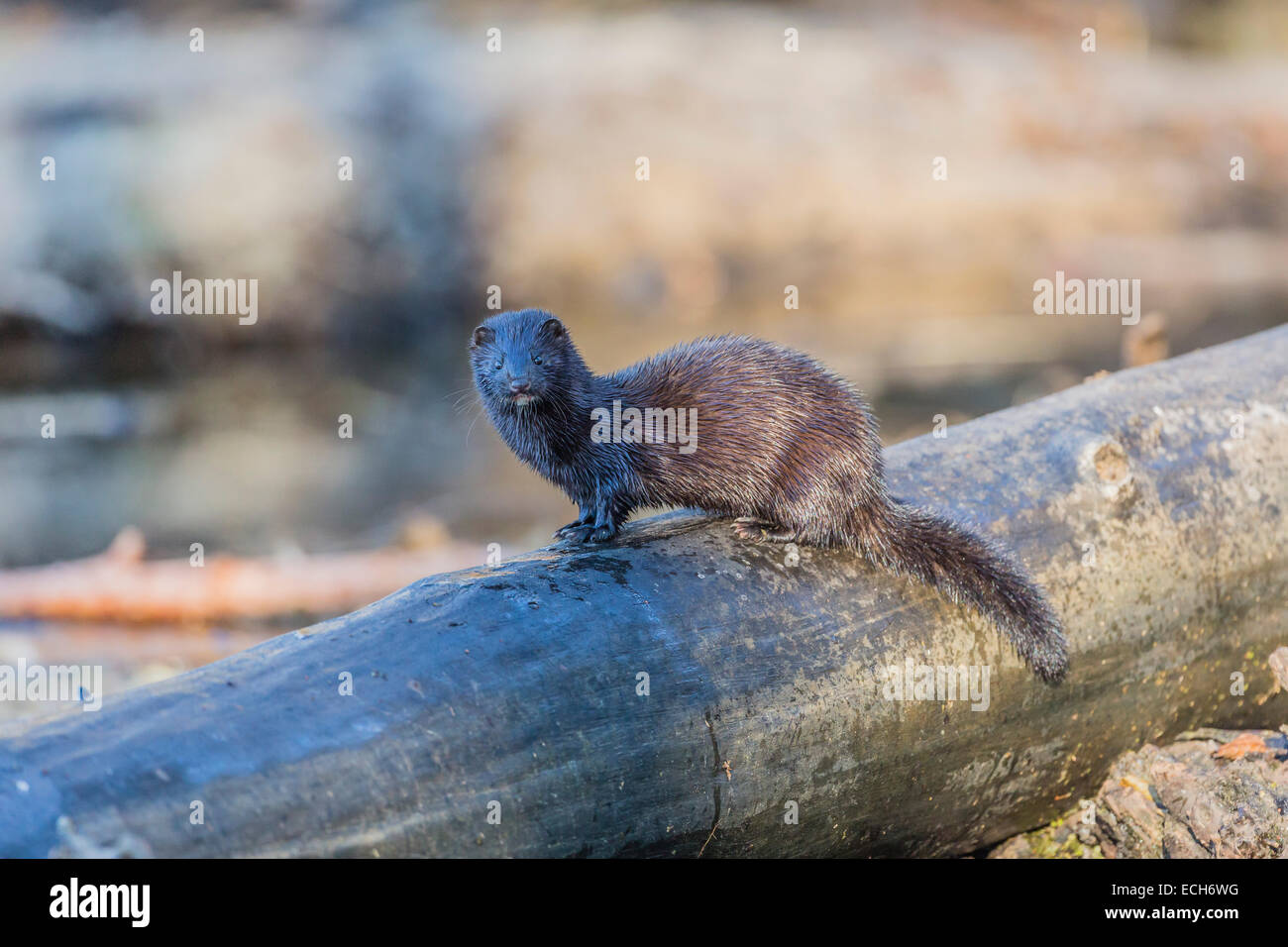Mink animal hi-res stock photography and images - Alamy