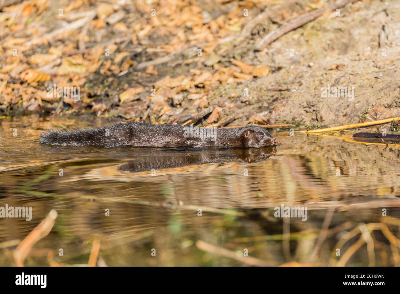 American mink (Neovison vison), swimming, Masuria, Poland Stock Photo ...