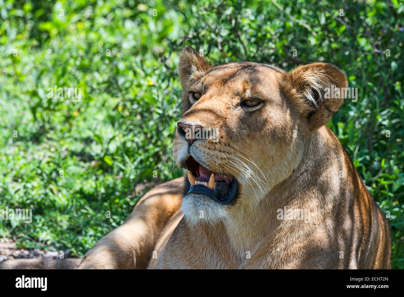 Lioness side view close up hi-res stock photography and images - Alamy
