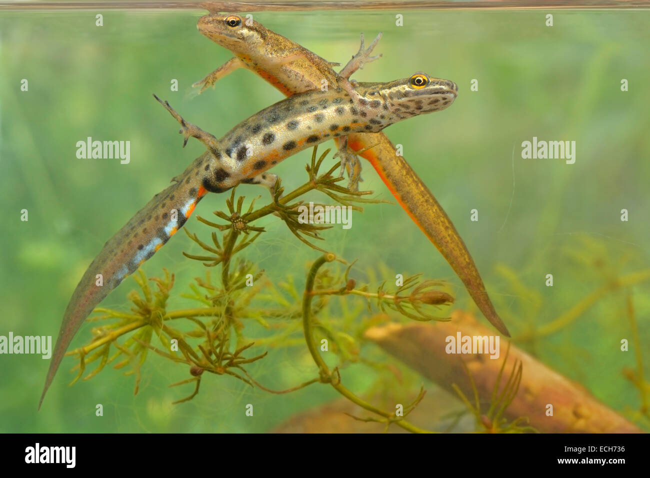 Smooth newt (Triturus vulgaris), male and female during the mating ...