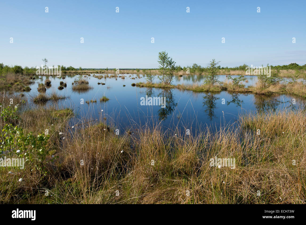 Moorland, Goldenstedter Moor nature reserve, Lower Saxony, Germany ...