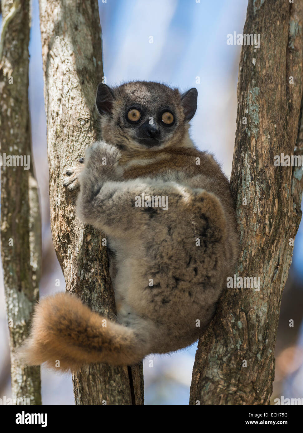 Red-tailed Sportive Lemur (Lepilemur ruficaudatus), Zombitse-Vohibasia ...