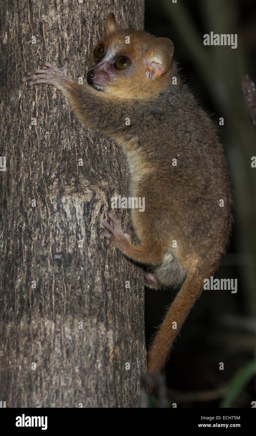 Gray Mouse Lemur (Microcebus murinus), Madagascar Stock Photo - Alamy