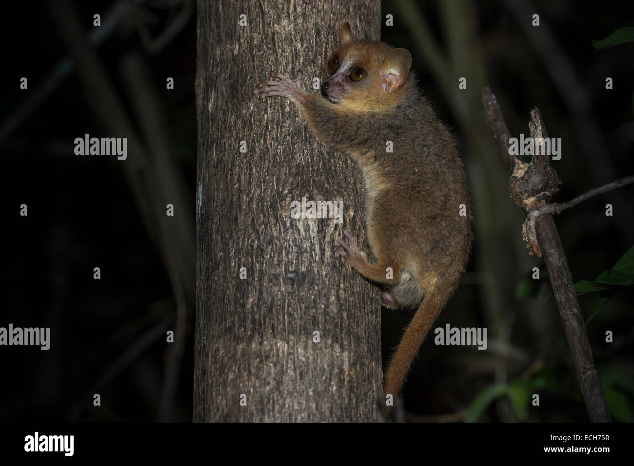 Gray Mouse Lemur (Microcebus murinus), Madagascar Stock Photo - Alamy