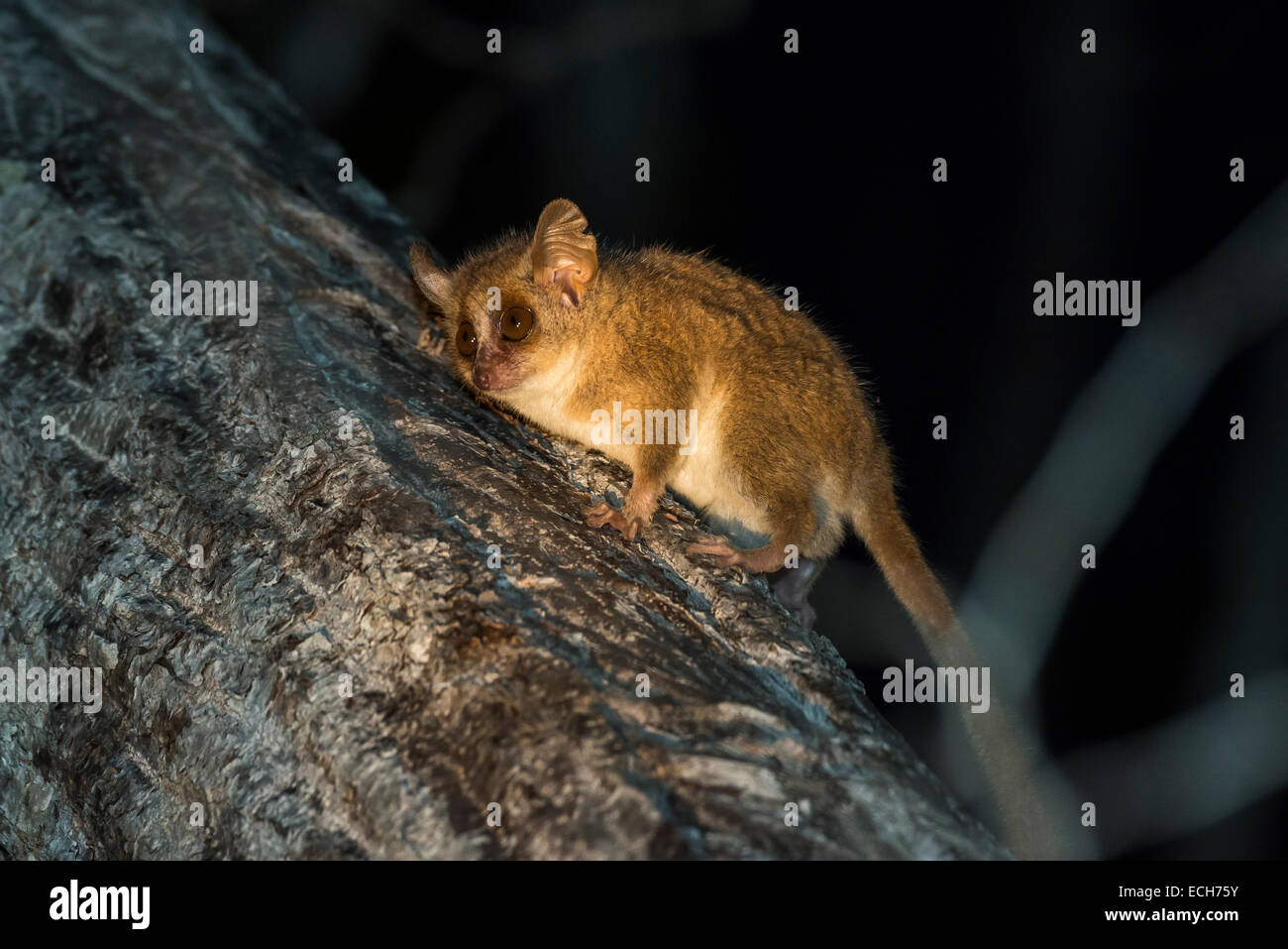 Gray mouse lemur (Microcebus murinus), Madagascar Stock Photo - Alamy