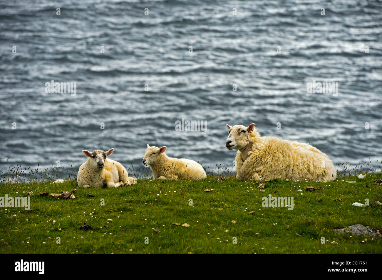 Shore sheep dam hi-res stock photography and images - Alamy