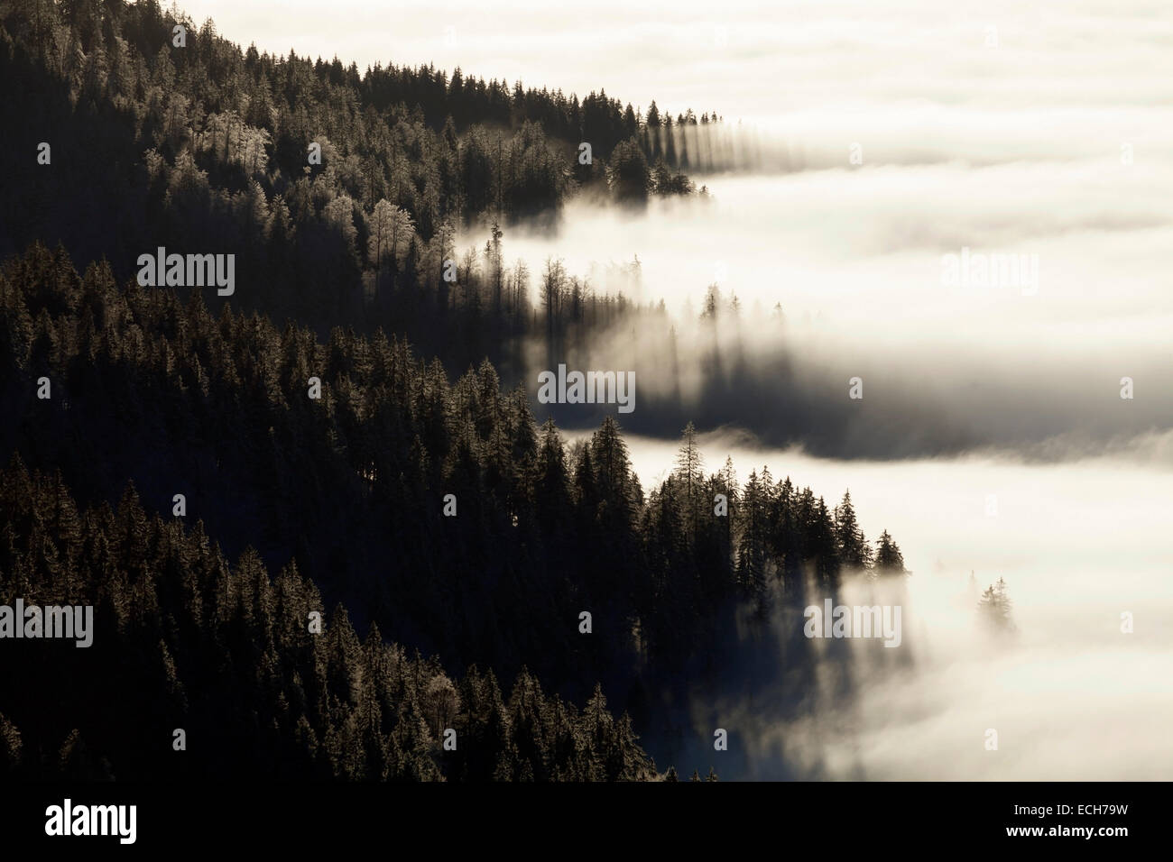 Forest above the cloud level, view from the Feldberg, inversion, Black ...
