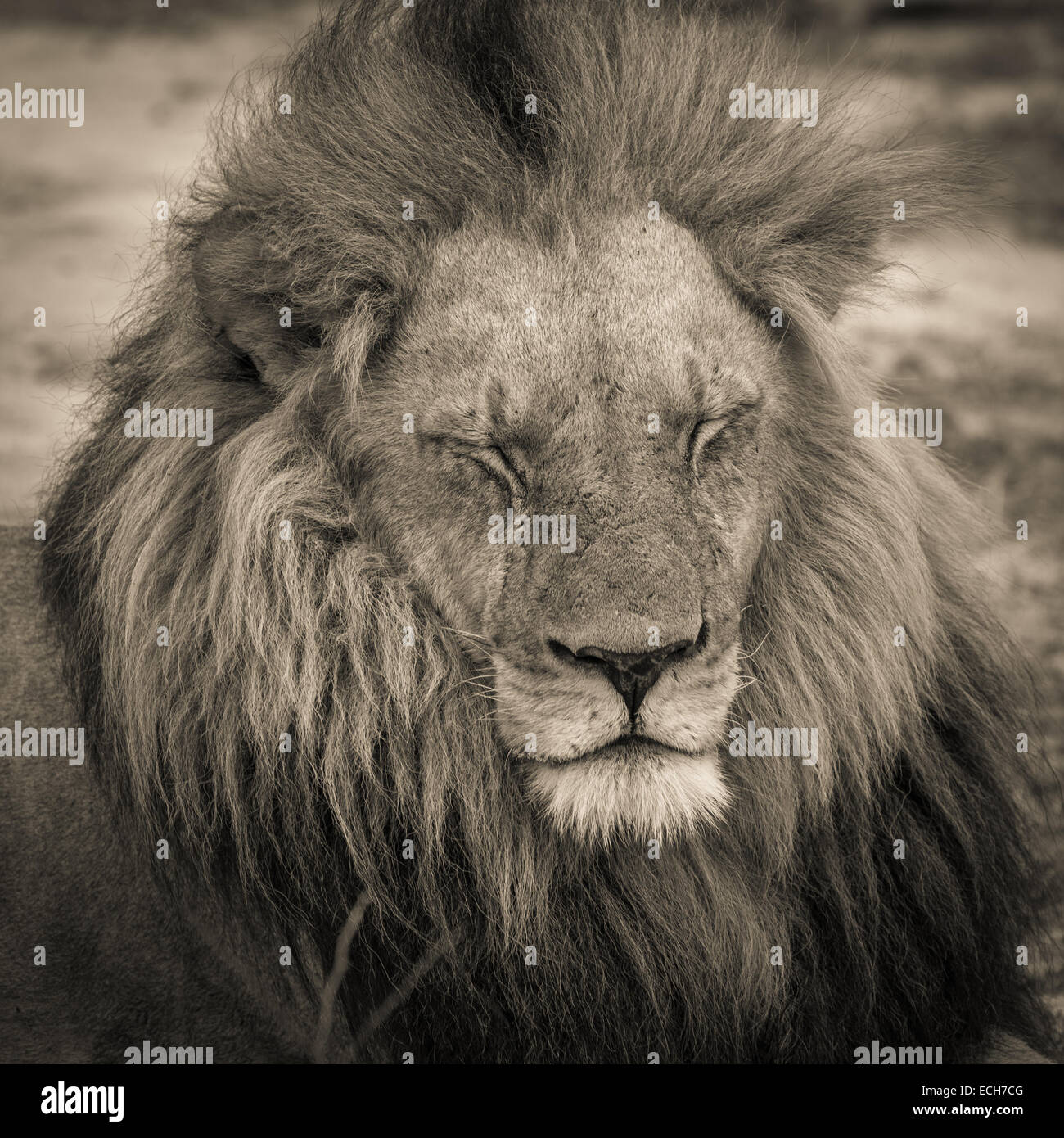 Lion (Panthera leo), adult male with a long mane and closed eyes, lying ...