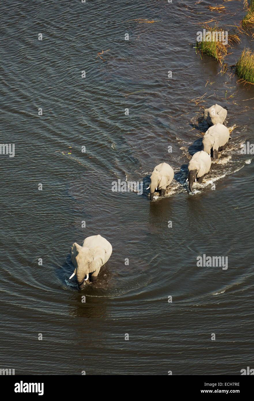 Five elephants hi-res stock photography and images - Alamy