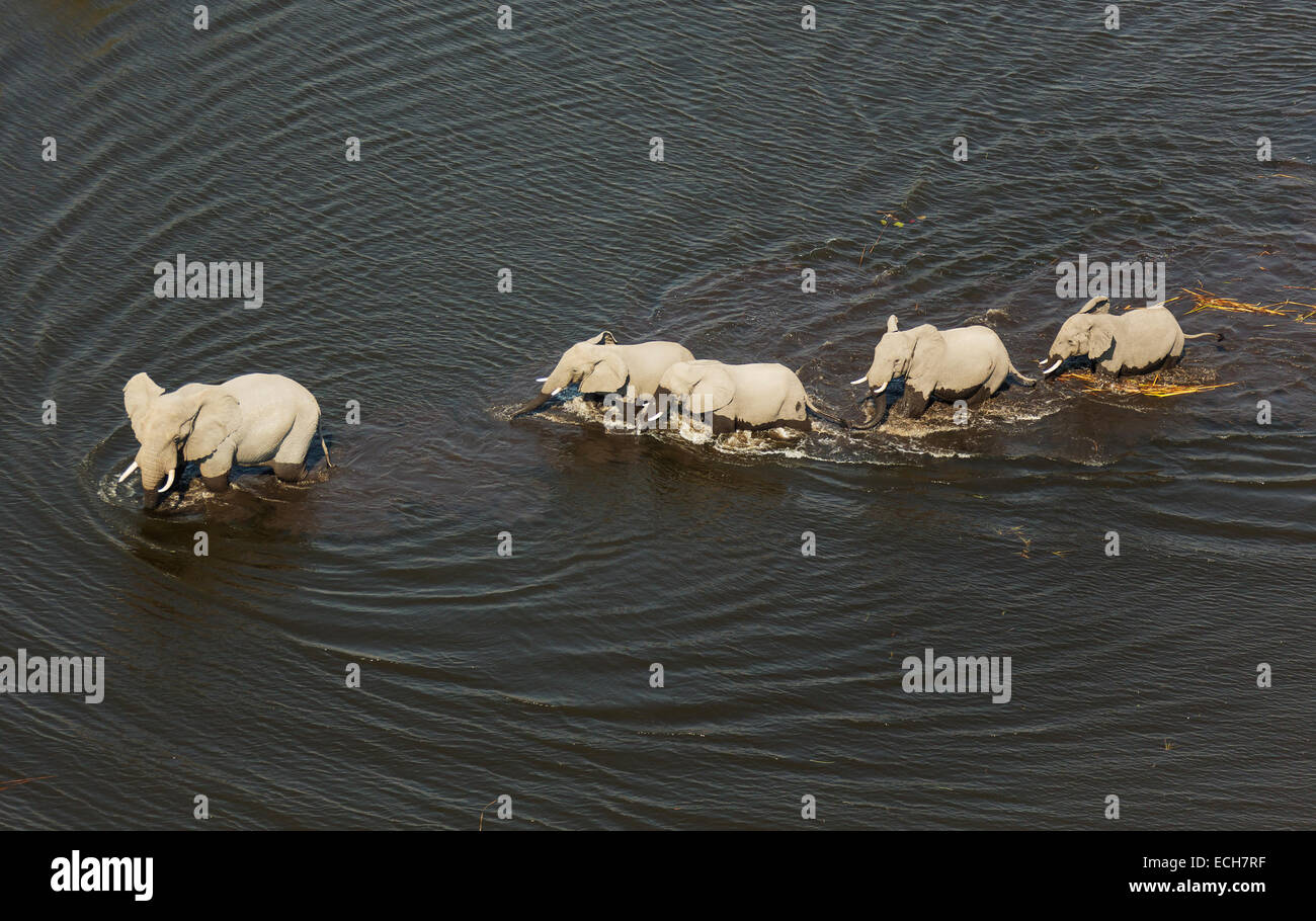 Five elephants hi-res stock photography and images - Alamy