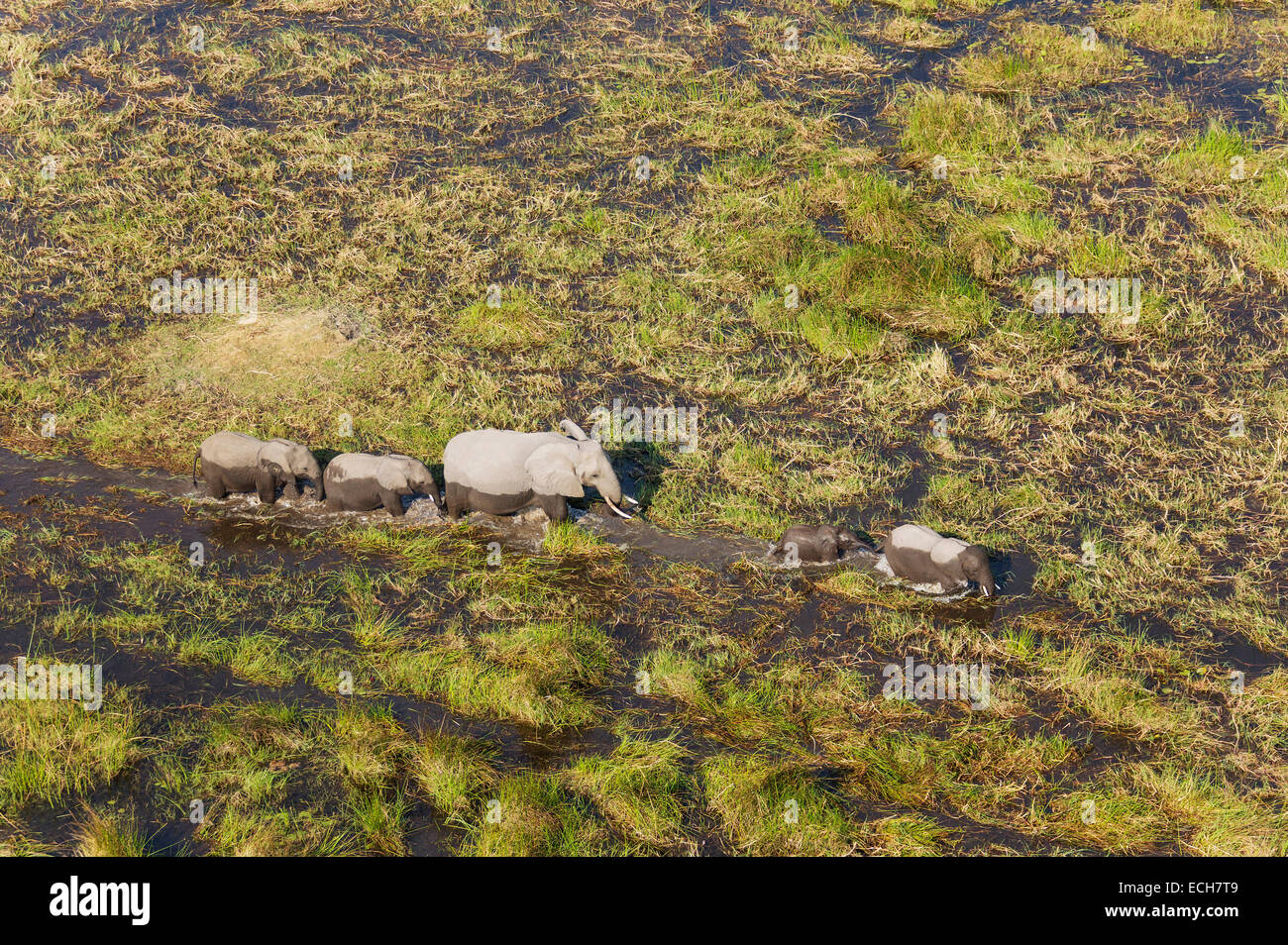 Four young calves hi-res stock photography and images - Alamy