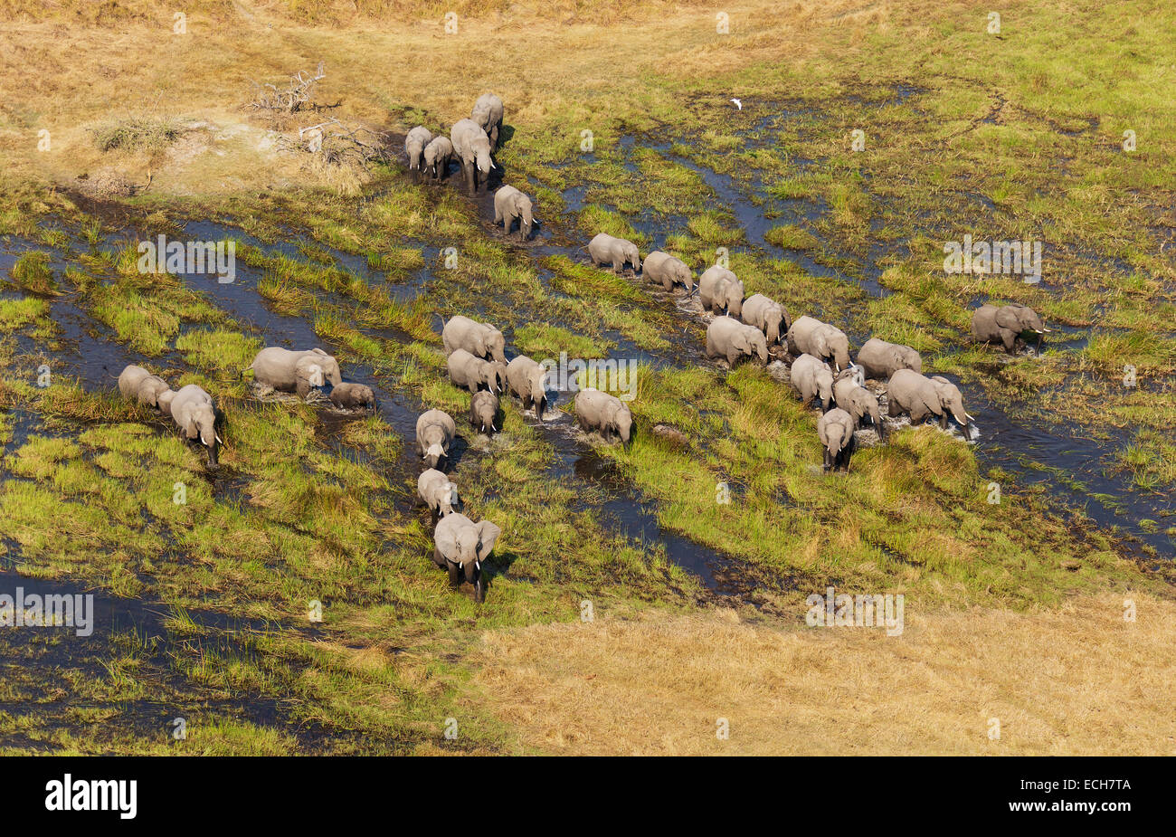 Okavango aerial elephants hi-res stock photography and images - Alamy