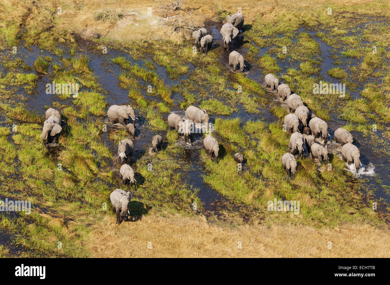 Okavango aerial elephants hi-res stock photography and images - Alamy