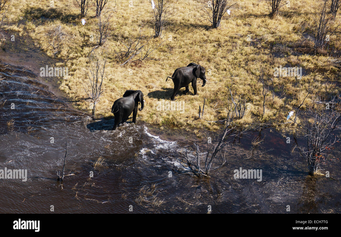 African Elephants (Loxodonta africana), two bulls after bathing in a ...