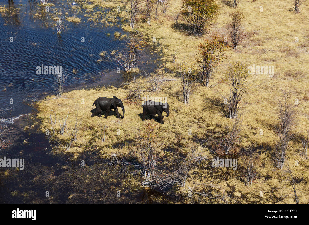 African Elephants (Loxodonta africana), two bulls after bathing in a ...