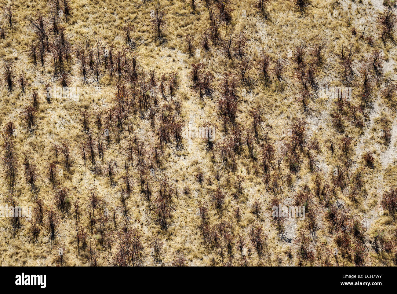 Mopane Trees (Colophospermum mopane), cropped by elephants, aerial view ...