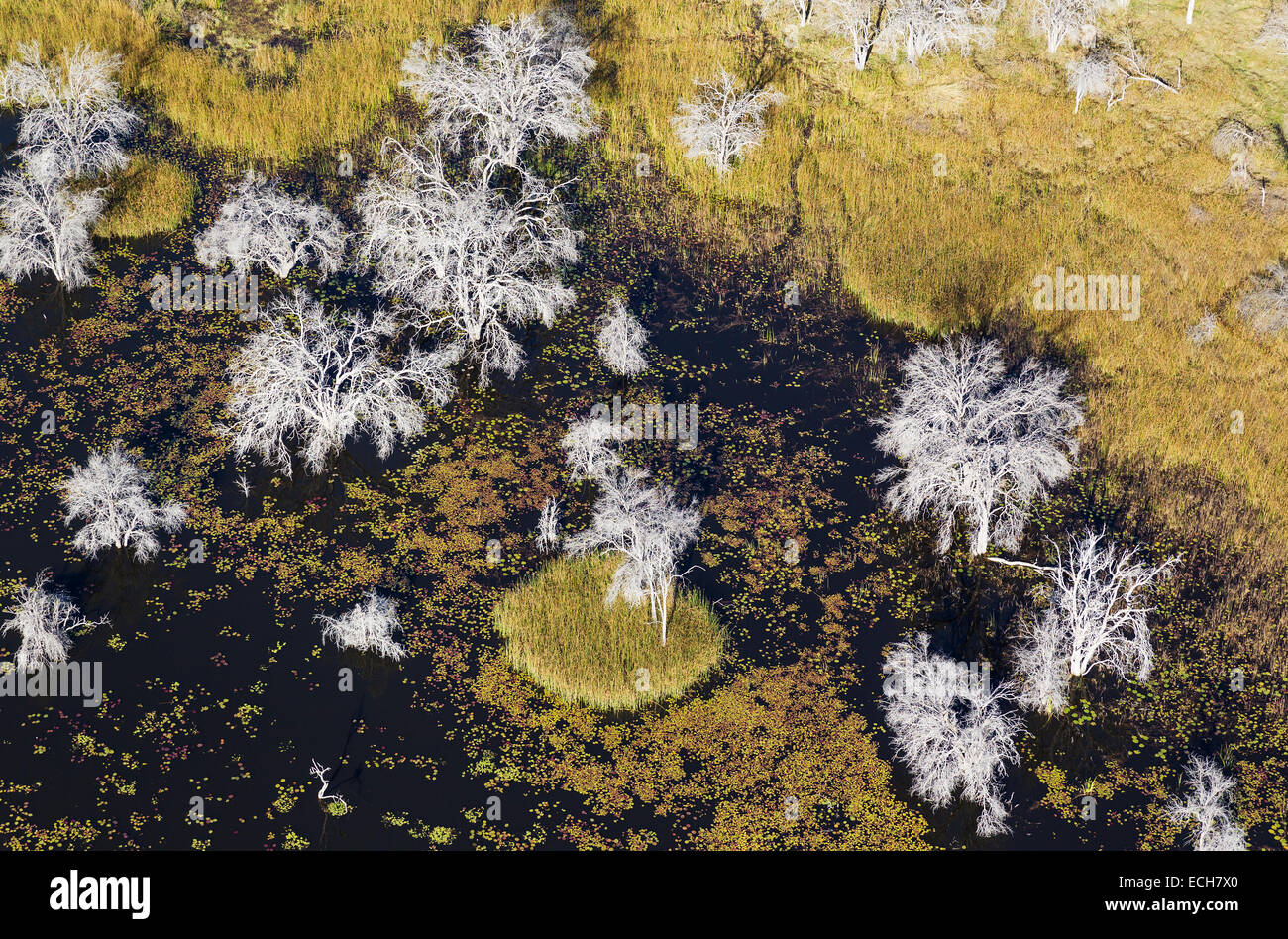 Dead trees in a freshwater marsh, aerial view, Okavango Delta, Botswana ...