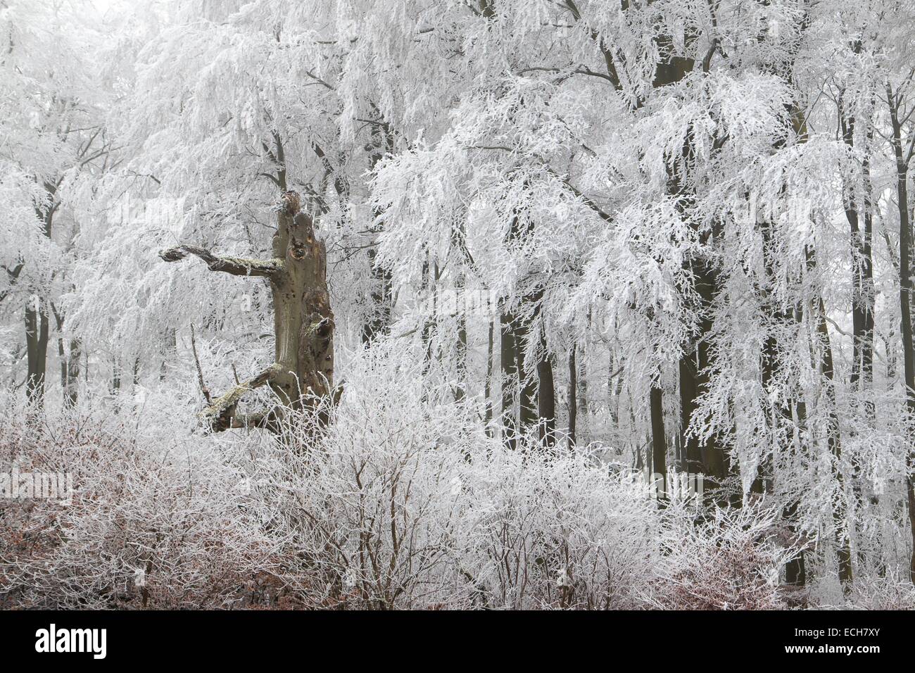 Deciduous forest covered with snow, Hesse, Germany Stock Photo - Alamy
