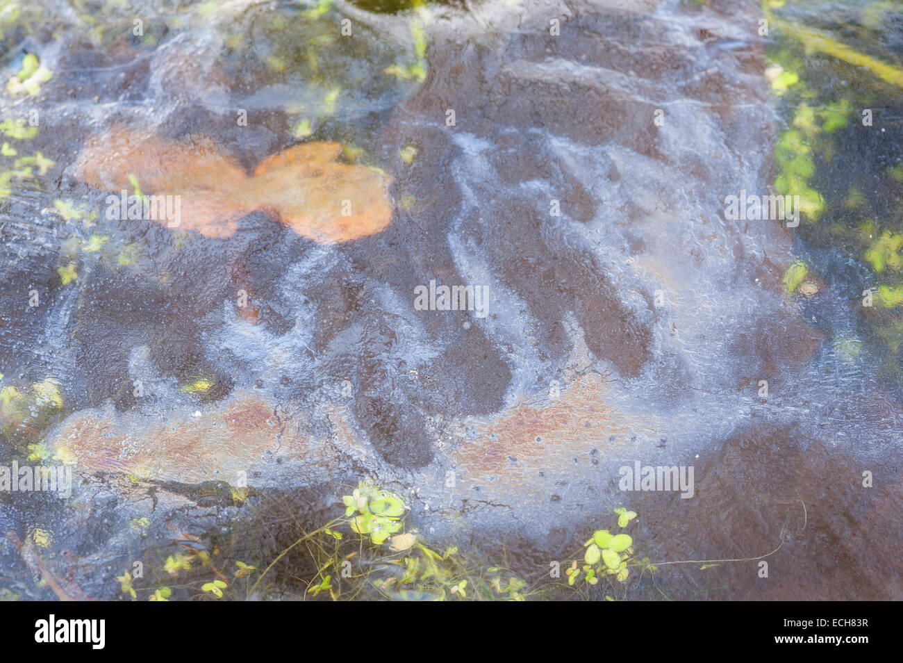 Surface bloom or scum beneath frozen ice in a pond like an oil slick ...