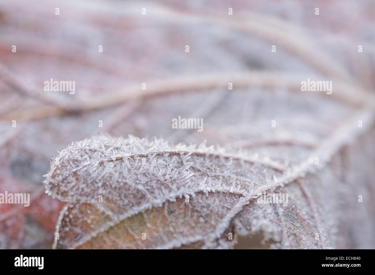 bitter cold frosty morning sycamore leaf coated in thick coating of ...