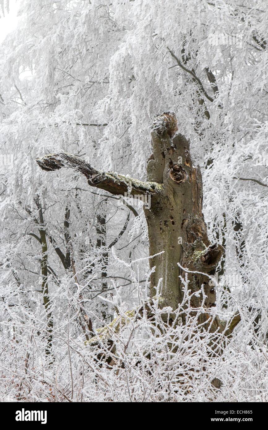 Deciduous forest covered with snow, Hesse, Germany Stock Photo - Alamy