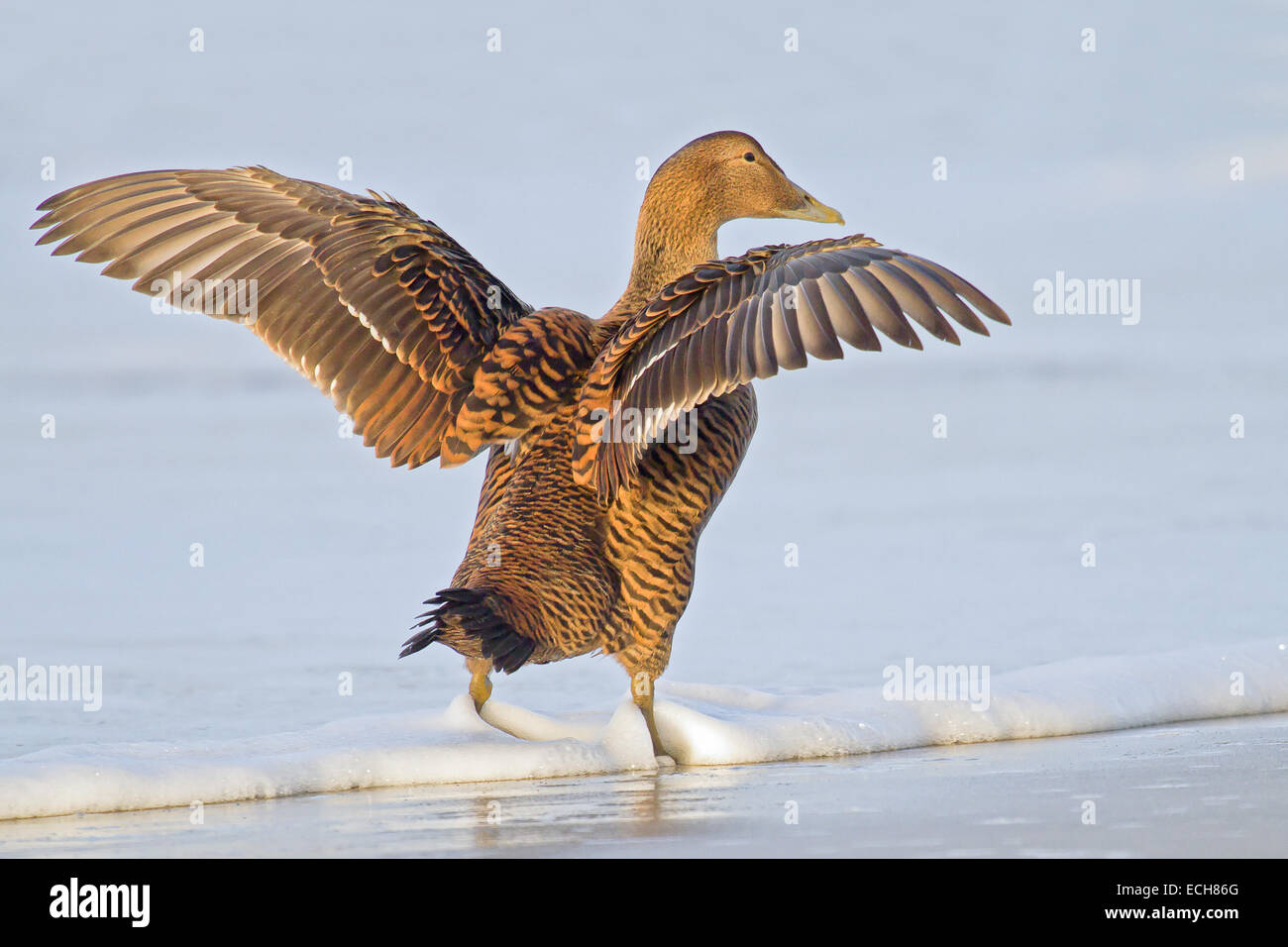 Common Eider (Somateria mollissima), female with wings outstretched ...