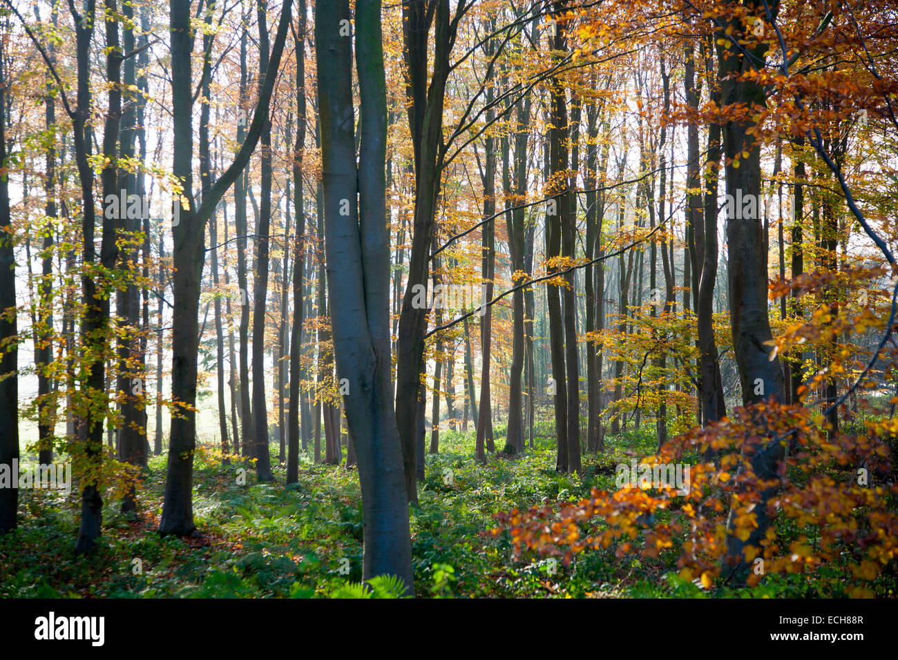 Autumn woodland scene of deciduous trees with orange brown leaves, near ...