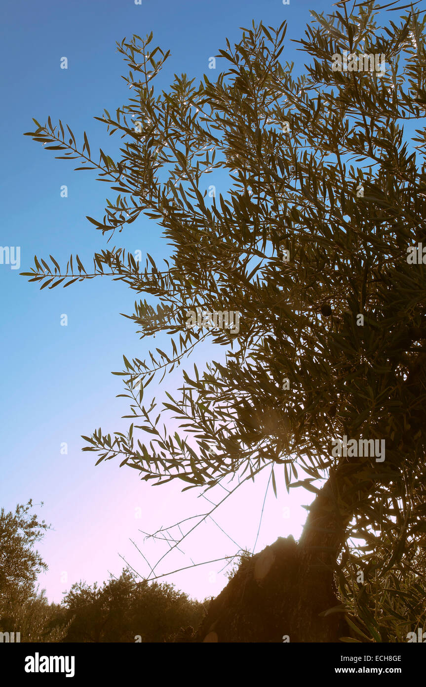 Andalusian olive grove hi-res stock photography and images - Alamy
