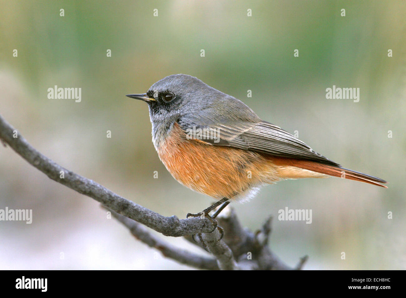 Eastern Black Redstart - Phoenicurus ochruros phoenicuroides - 1st winter male Stock Photo - Alamy