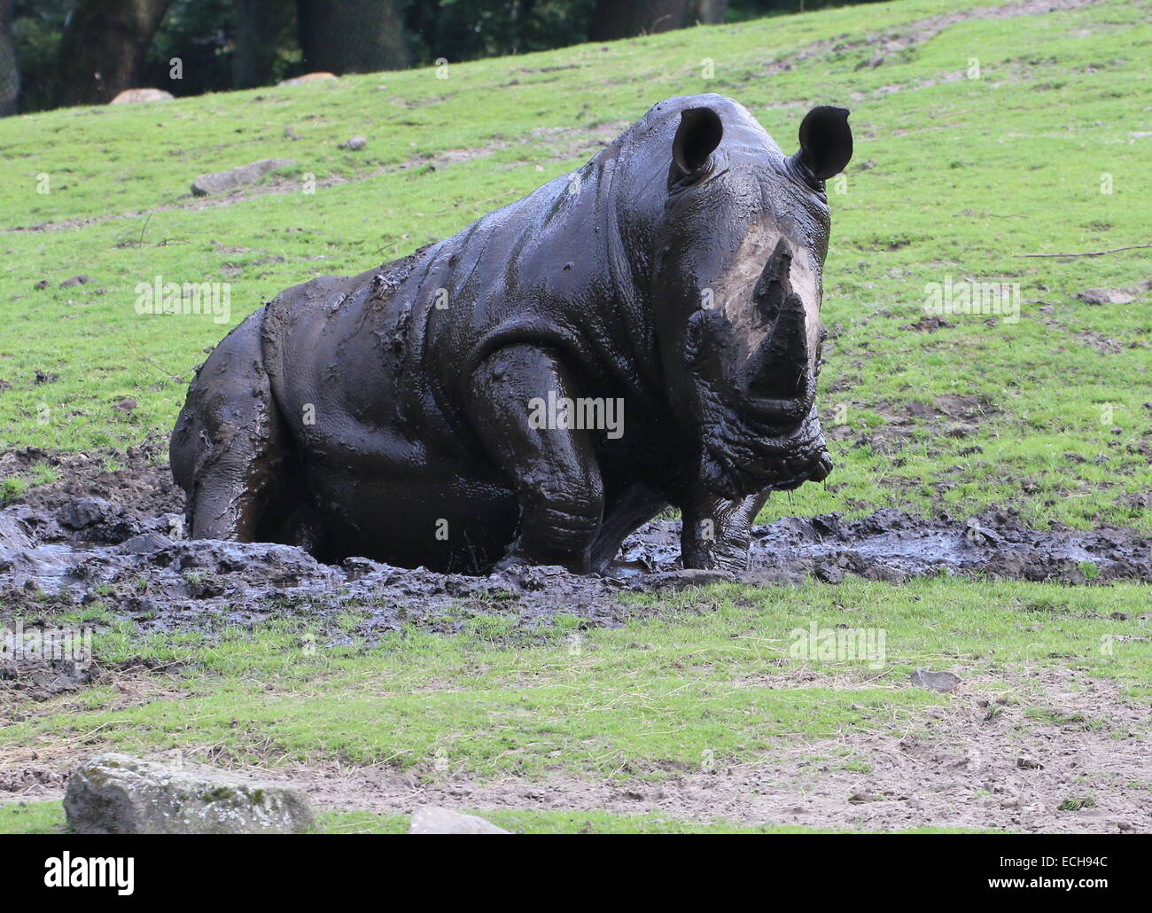 White rhinoceros mud wallow hi-res stock photography and images - Alamy