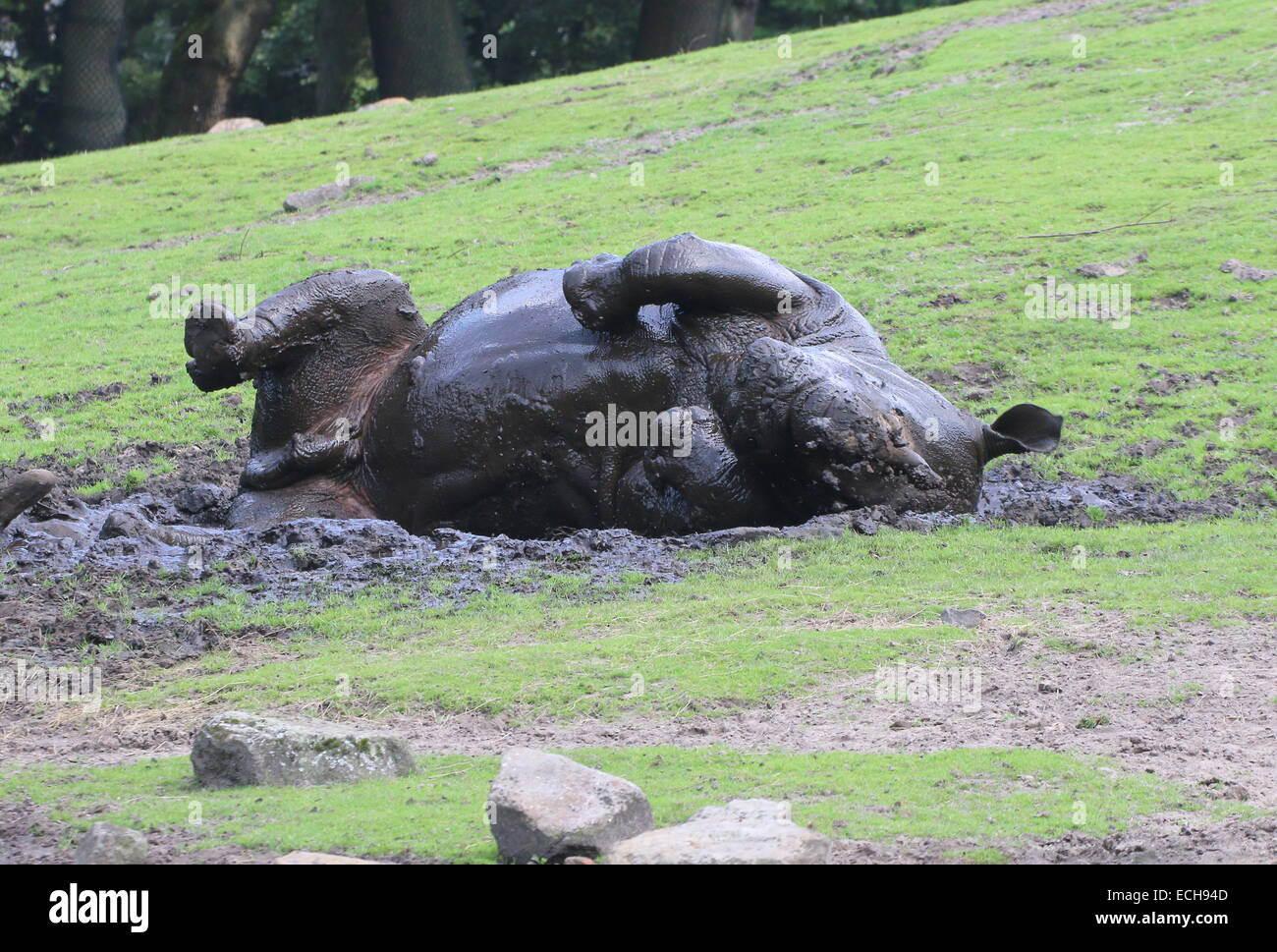 White rhino bathing in mud hi-res stock photography and images - Alamy