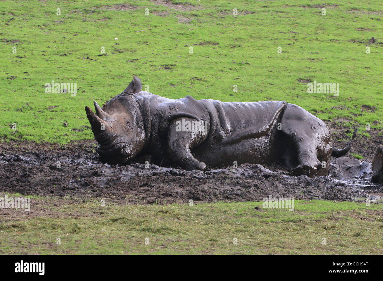 White rhinoceros mud wallow hi-res stock photography and images - Alamy