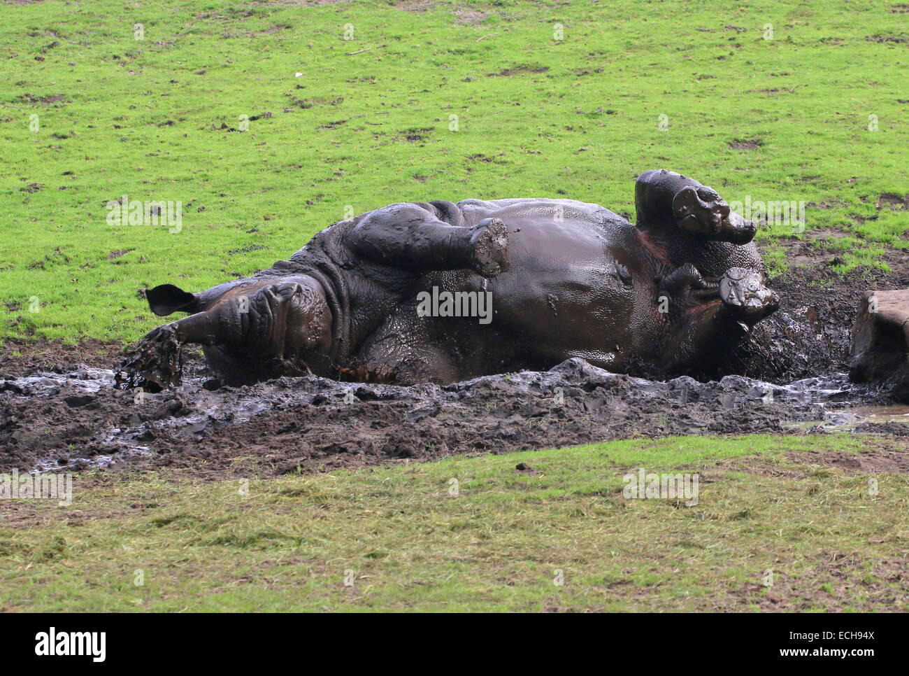 African White rhino (Rhinoceros Ceratotherium simum) wallowing in a mud ...