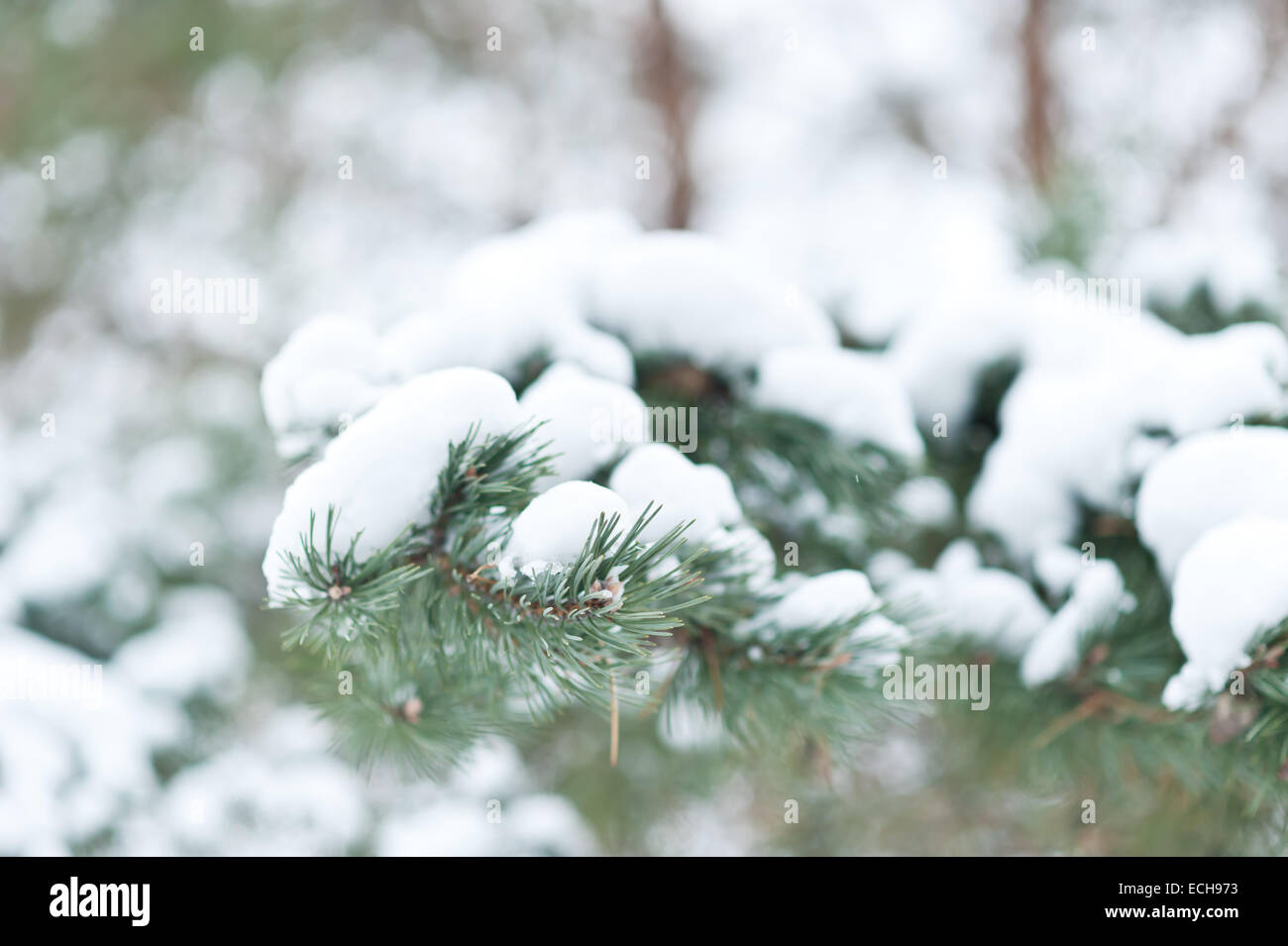 fur tree branch with snow Stock Photo - Alamy