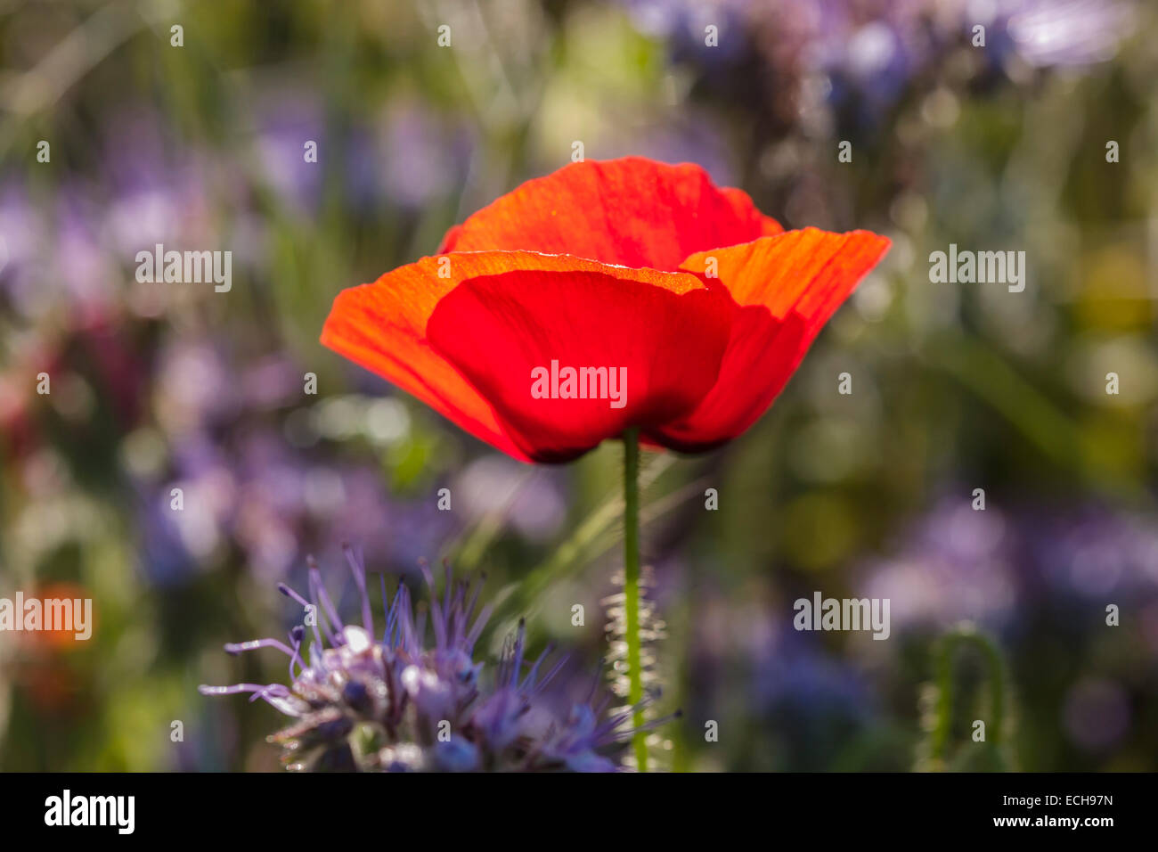 Common poppy (Papaver rhoeas) growing in arable field of wild seed ...