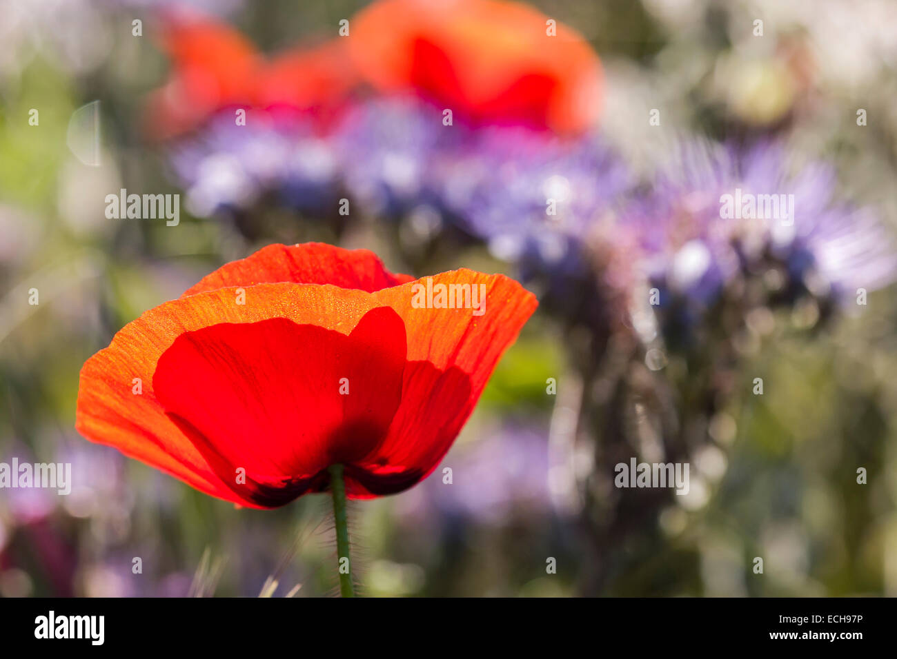 Common poppy (Papaver rhoeas) growing in arable field of wild seed ...