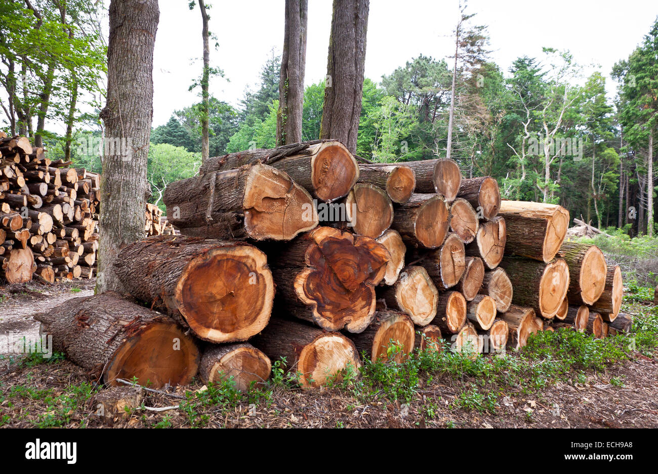 Forest raw material hi-res stock photography and images - Alamy