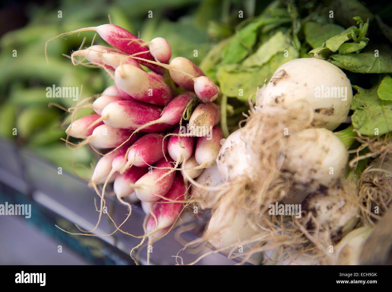 A bunch of radishes and spring onions in an organic supermarket UK ...
