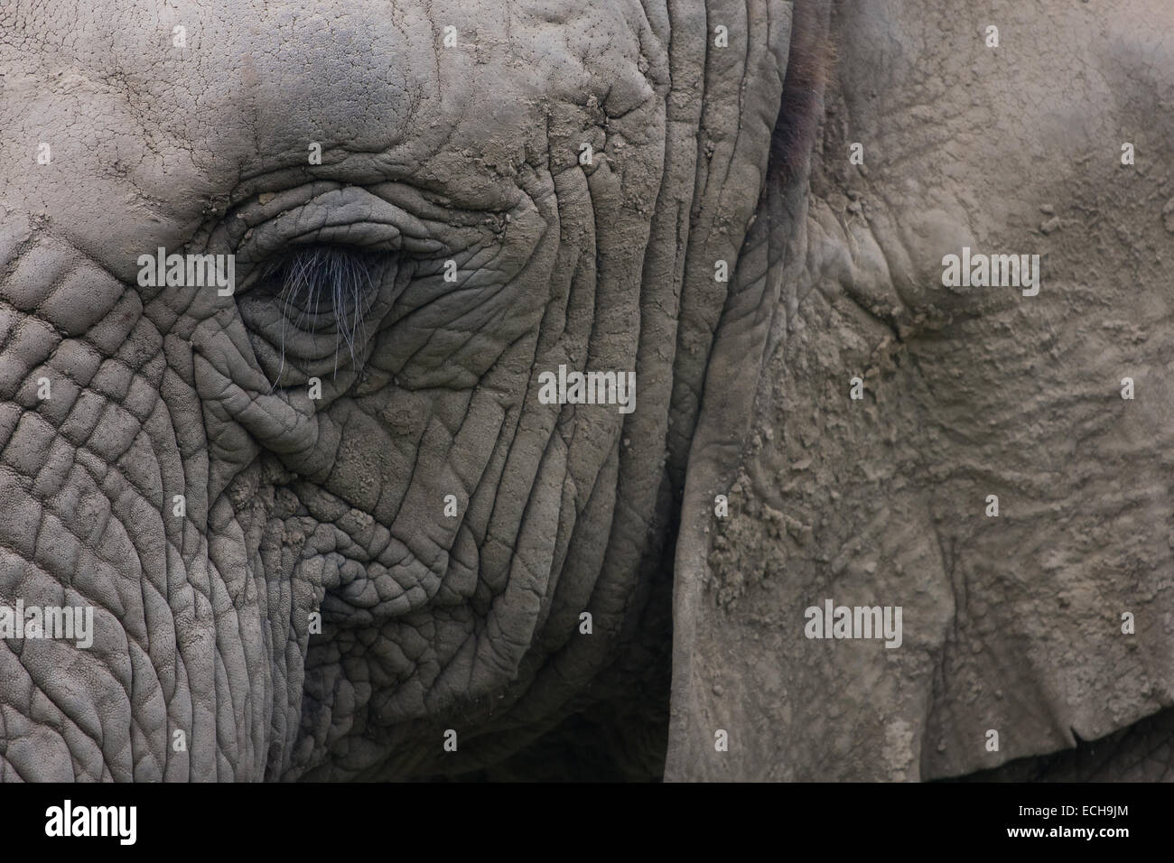 Closeup of an elephant s head Stock Photo - Alamy