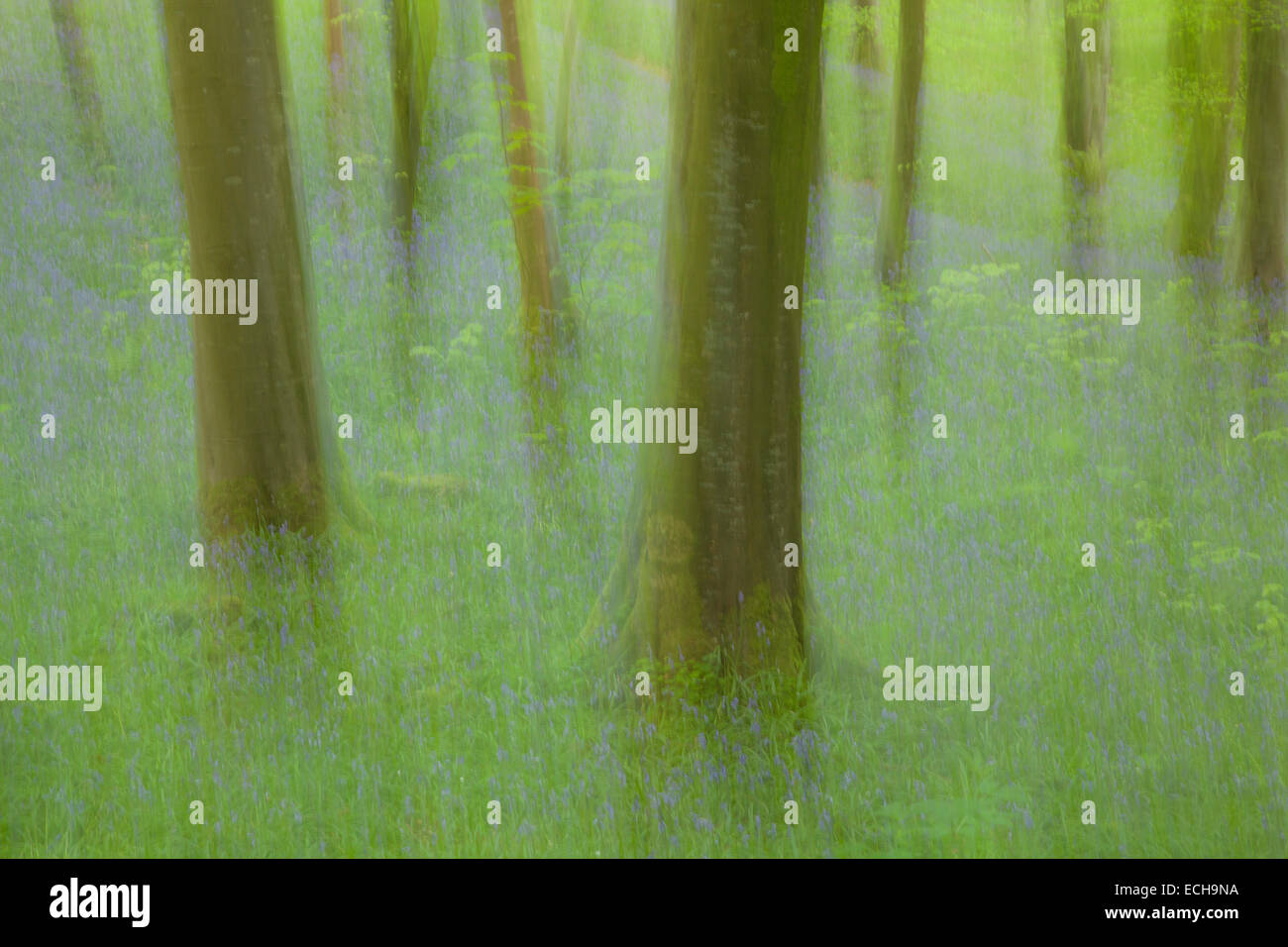 Native trees to ireland hi-res stock photography and images - Alamy