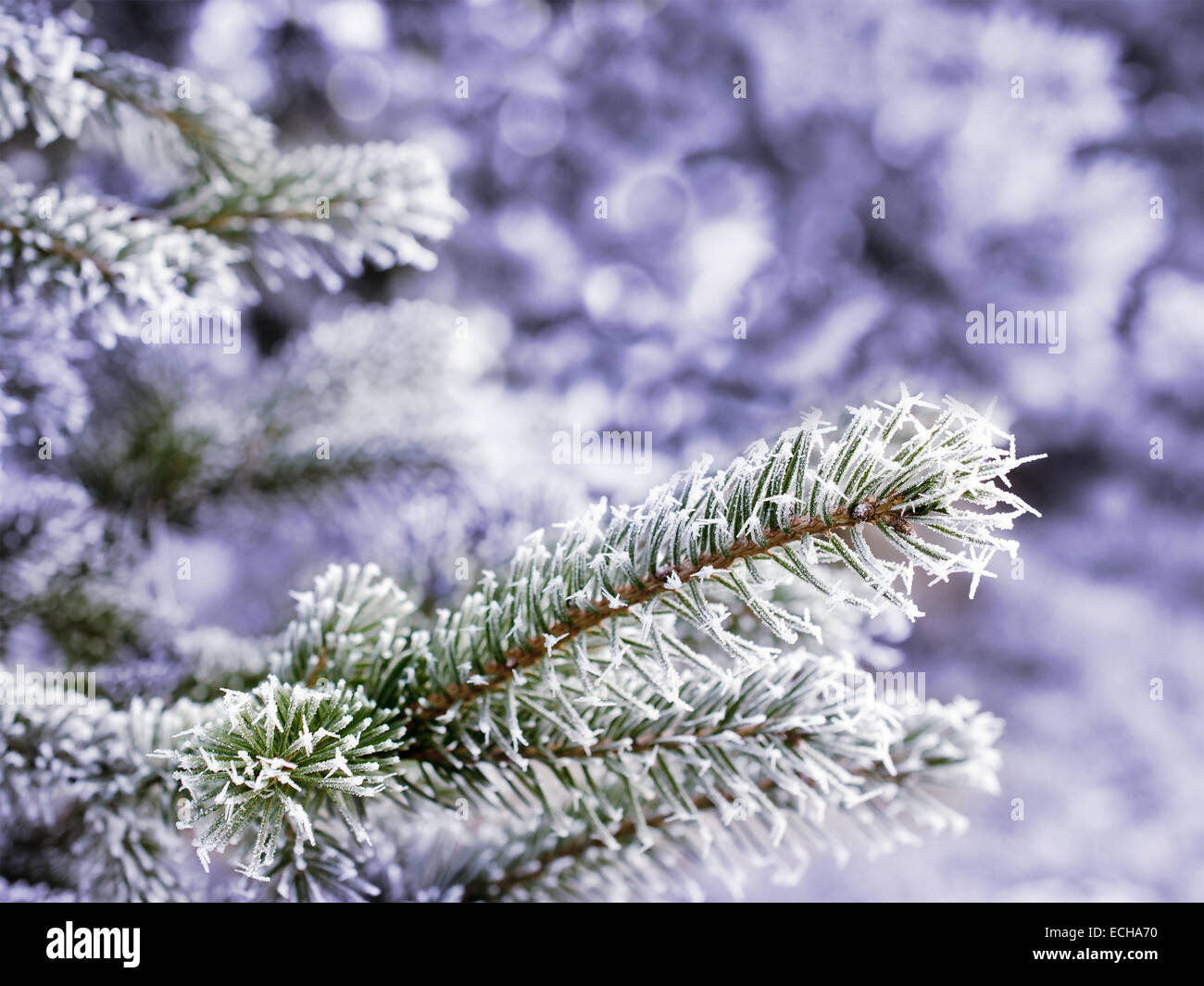 frozen spruce branches on fluffy snow Stock Photo - Alamy