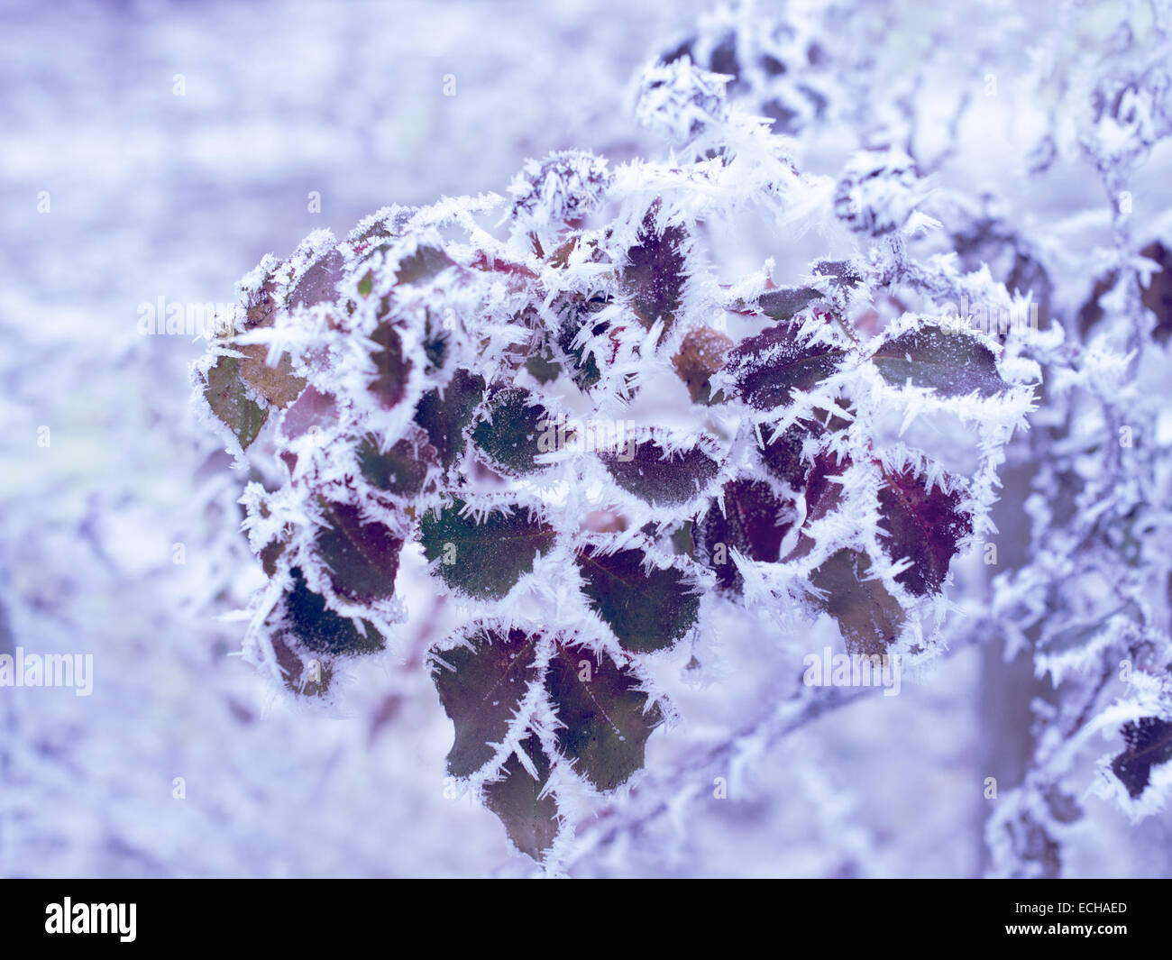 Tree branches covered with fluffy hoarfrost Stock Photo - Alamy